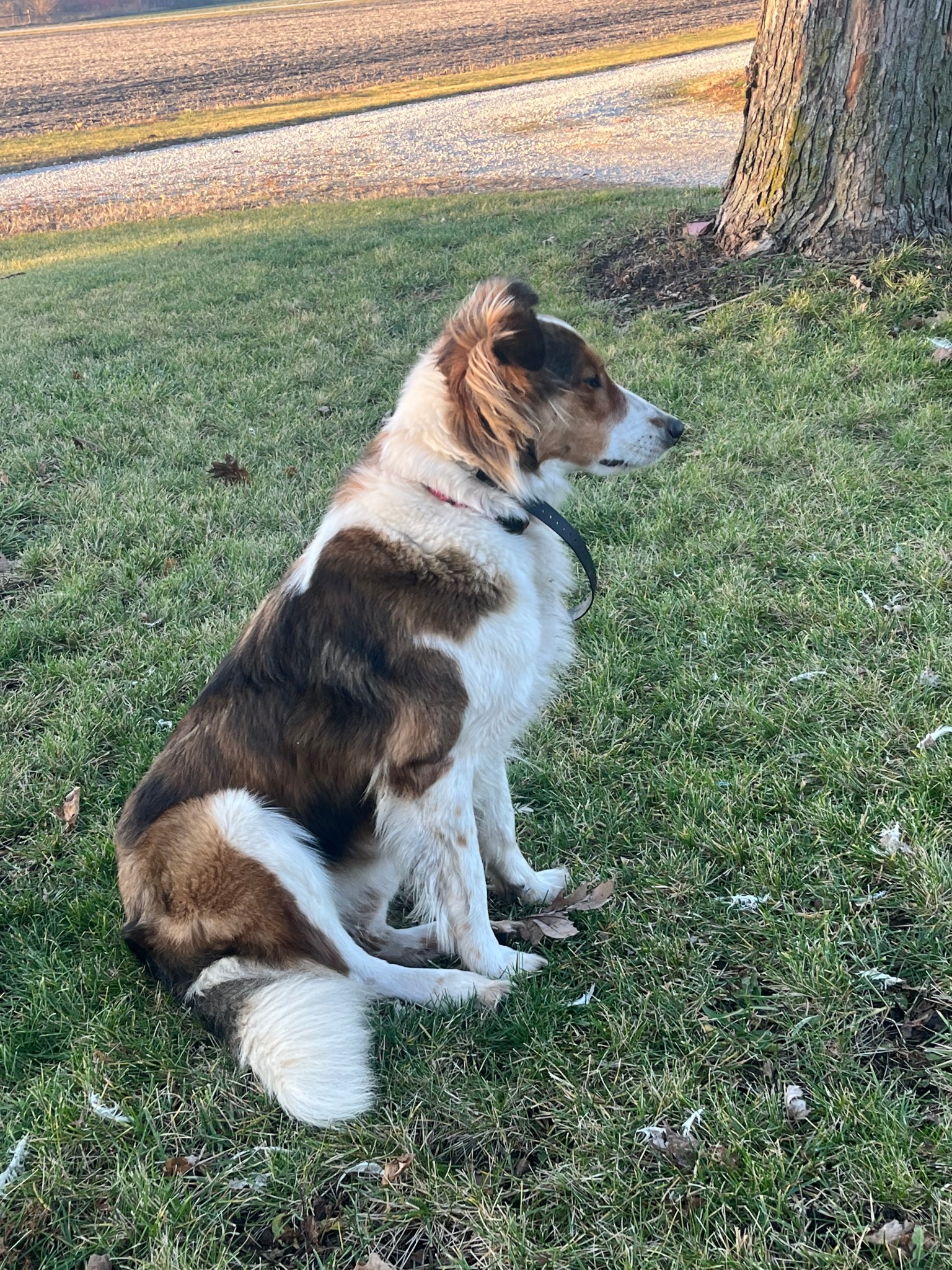 Old-Time Scotch Collie – Heartland Farmette